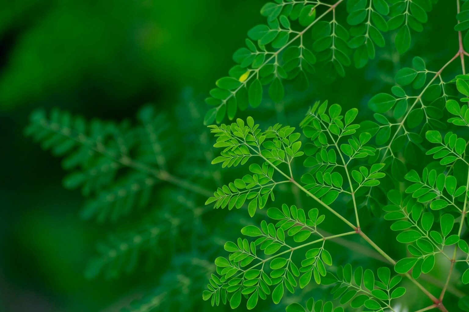 Moringa Health Benefits-A powerful Vegetable of The planet!